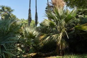 40 Types of Palm Trees for a Lush Tropical Ambiance