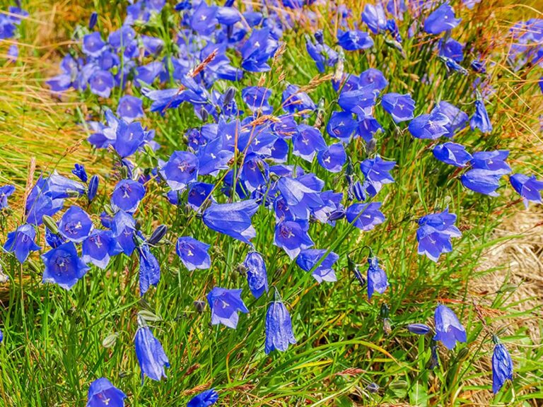 27 Enchanting Blue Flowers to Add Elegance and Charm to Your Garden