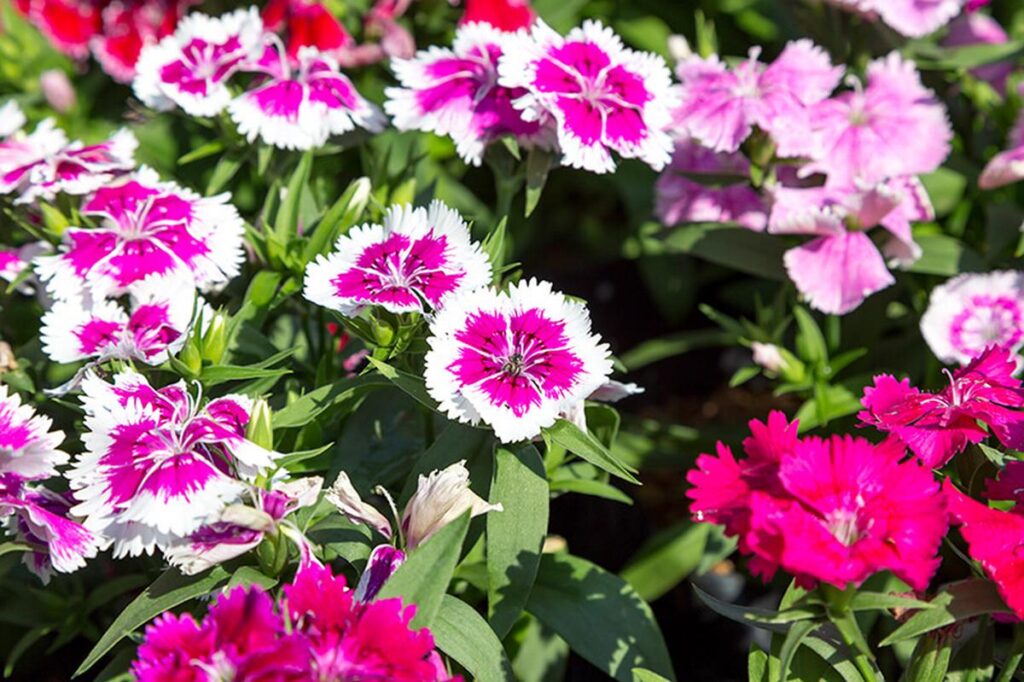 20 Beautiful Flowers for a Vibrant Garden Makeover