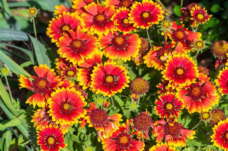 25 Eye-Catching Red Flowers to Brighten Your Garden