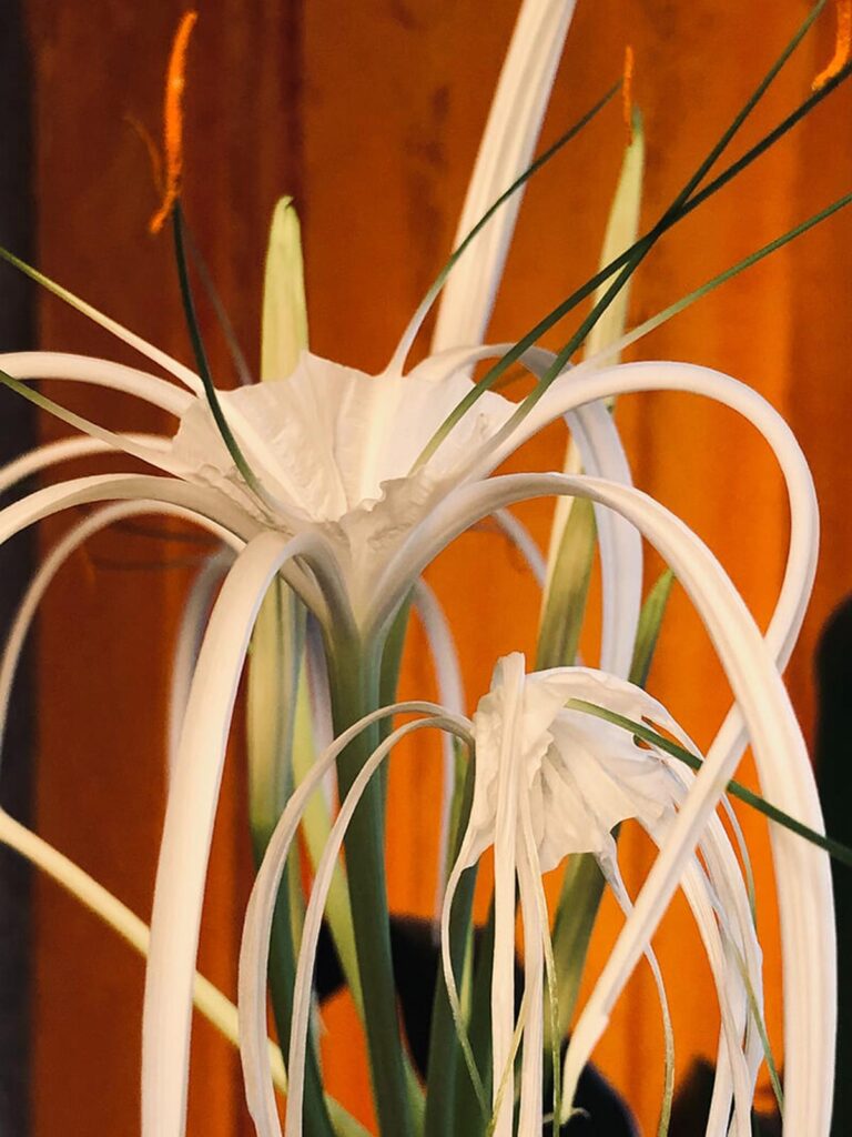 27 Unique Bulb Flowers for Standout Gardens