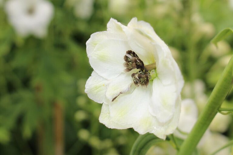 27 Exotic Poisonous Flowers for a Bold Garden Look