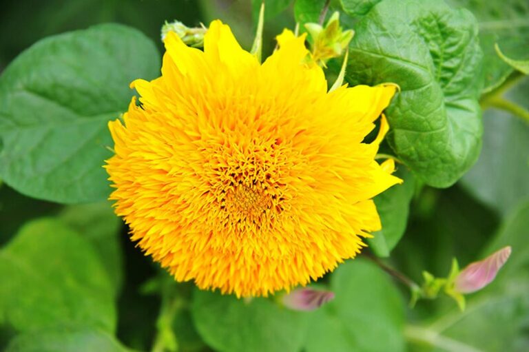 27 Gorgeous Colorful Flowers to Create a Vibrant Garden