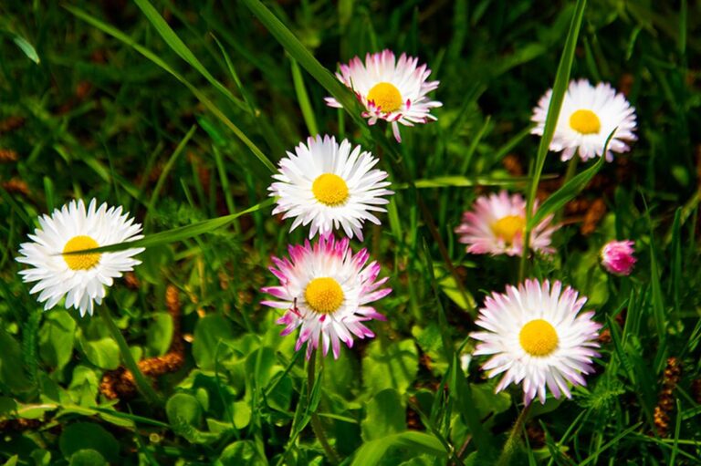 27 Beautiful Types of Daisies for a Stunningly Colorful Garden
