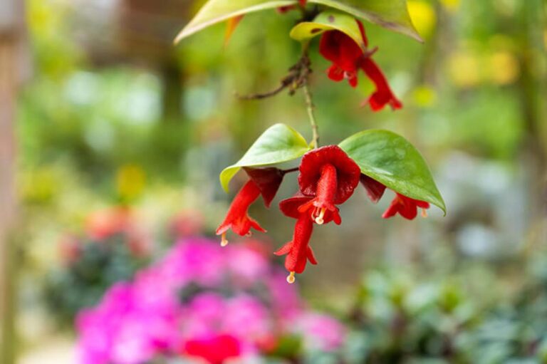 25 Eye-Catching Red Flowers to Brighten Your Garden