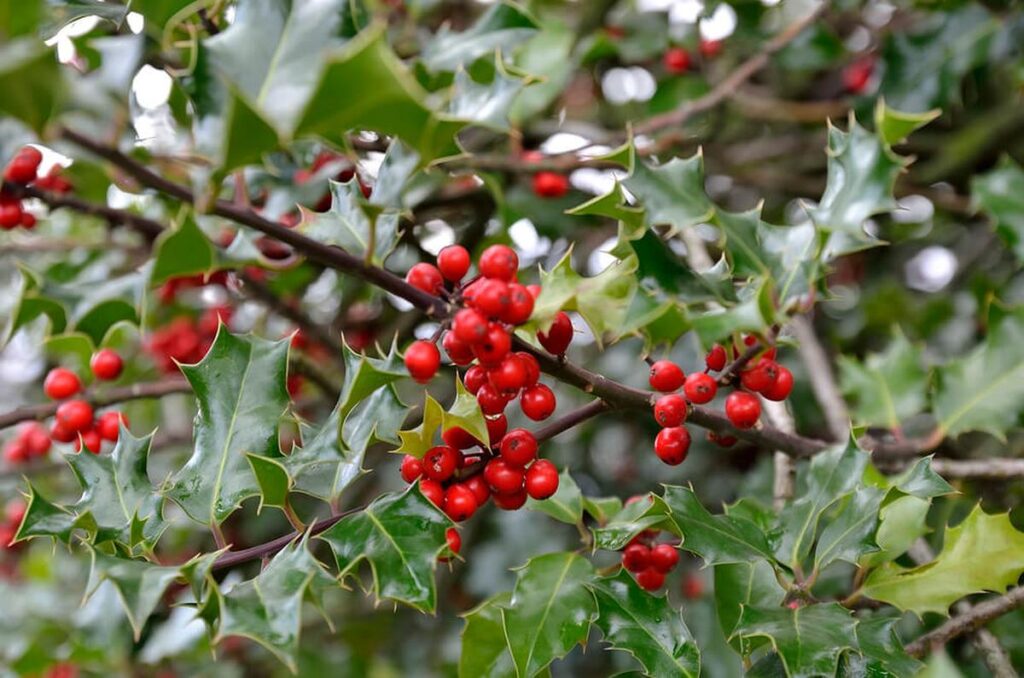 23 Shade-Loving Evergreens for Low-Light Gardens