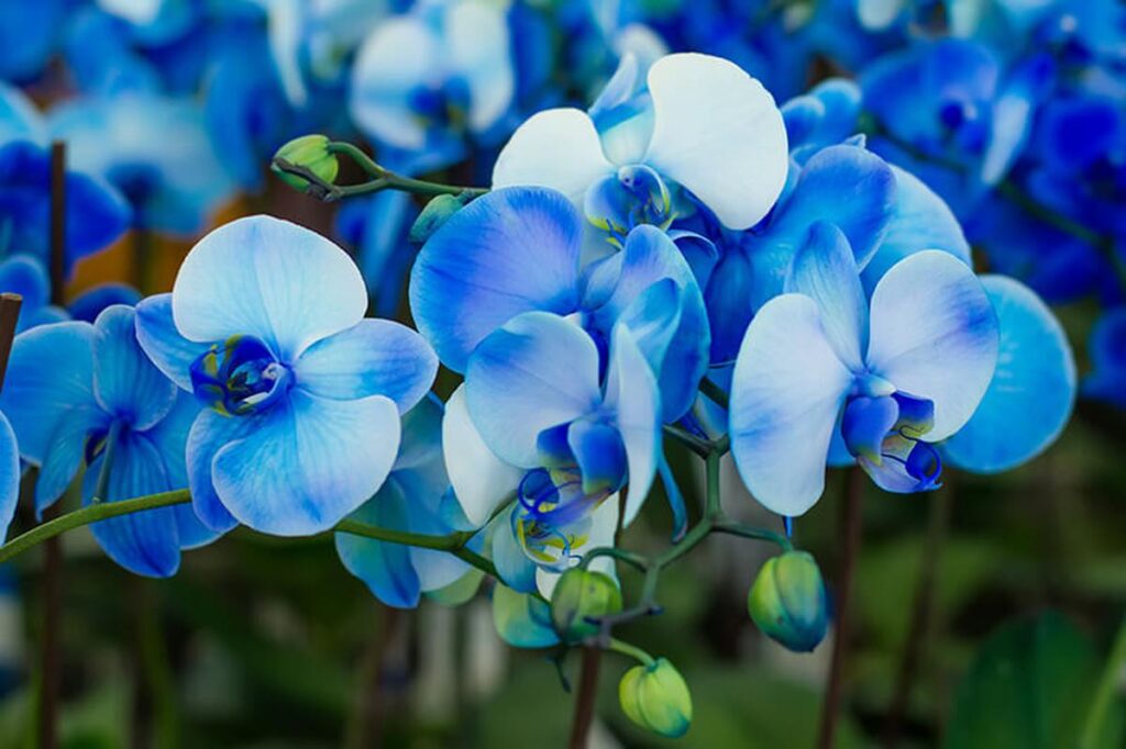 27 Enchanting Blue Flowers to Add Elegance and Charm to Your Garden