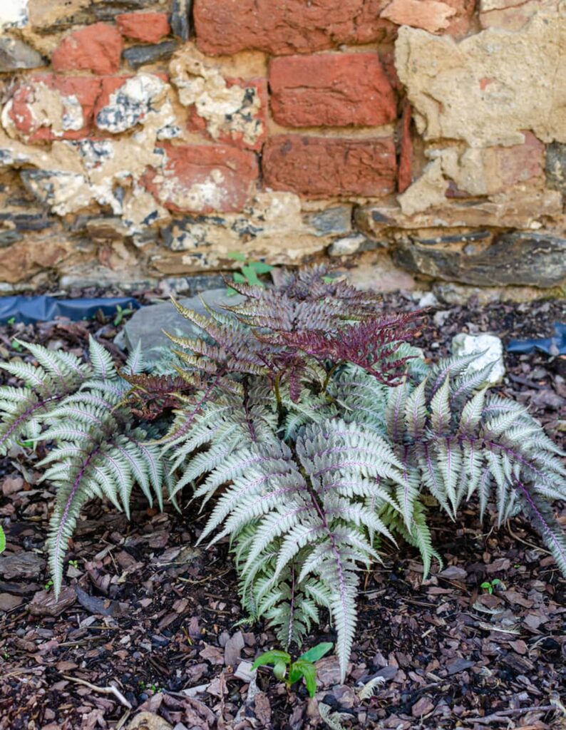 21 Types of Fern with Fabulous Foliage for Indoors and Out