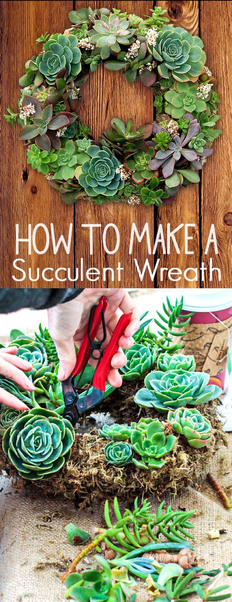 32 Innovative Succulent Planter Ideas for Indoors and Outdoors