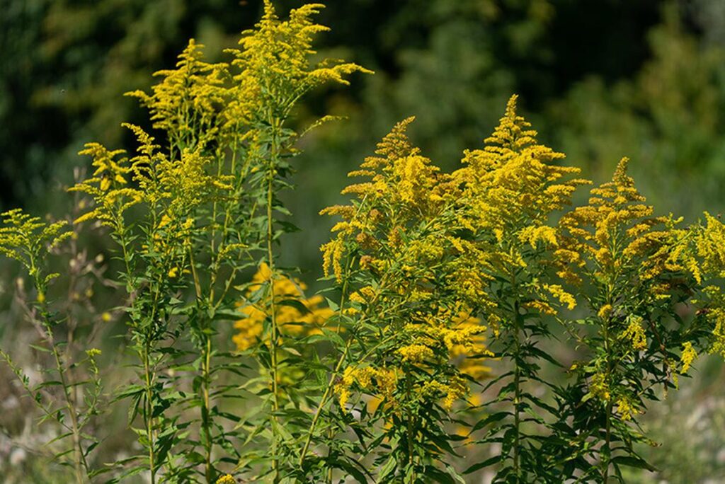 27 Eye-Catching Spring Flowers for Outdoor Beauty