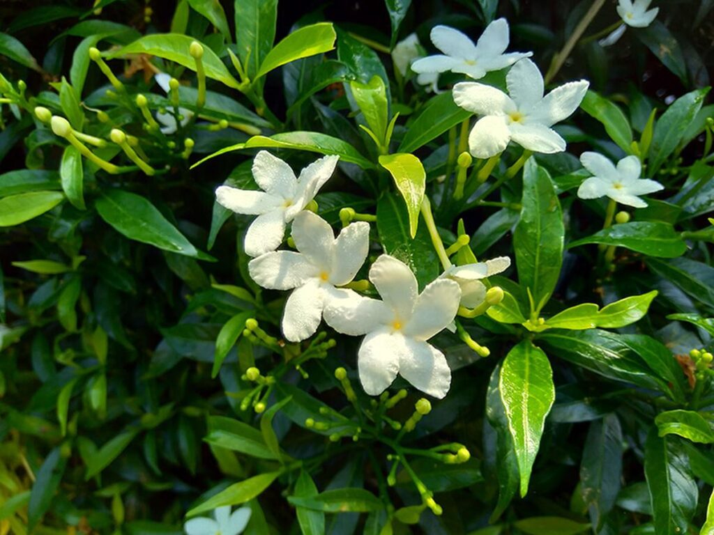 27 Exotic Tropical Flowers to Brighten Your Garden