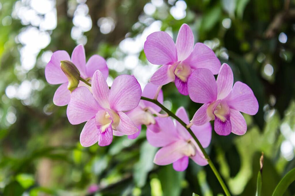 27 Cute Flowers to Lift Your Garden's Spirit
