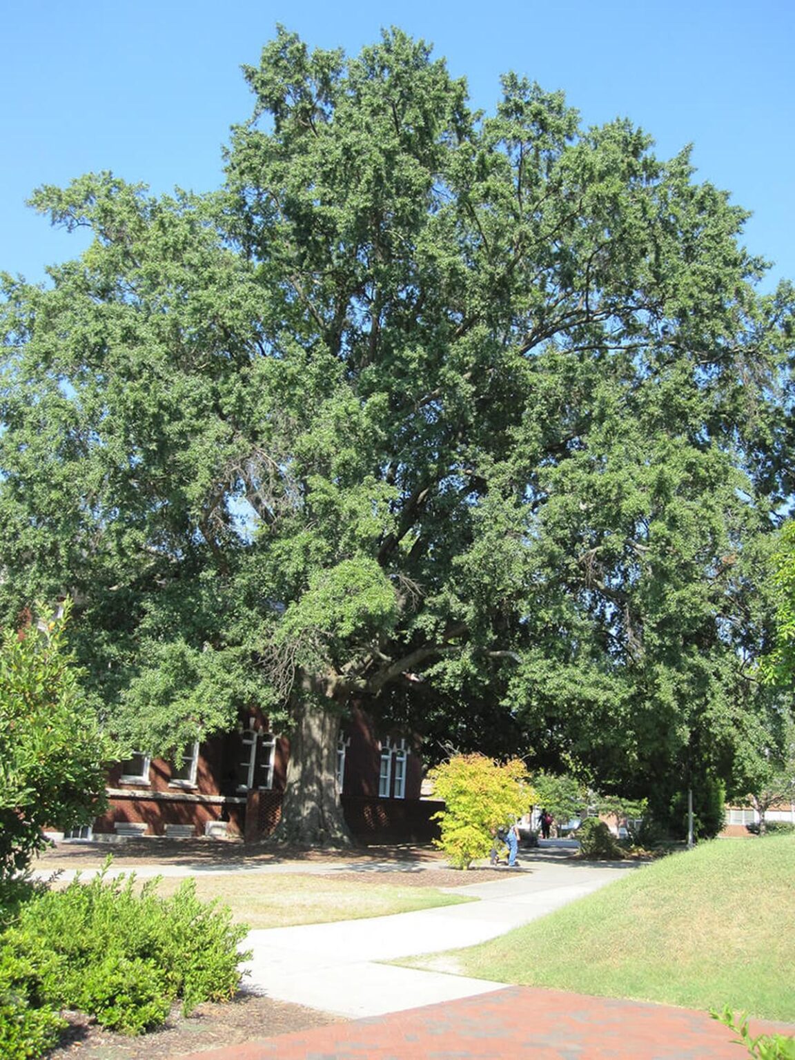 27 Magnificent Types of Oak Trees for a Majestic Landscape