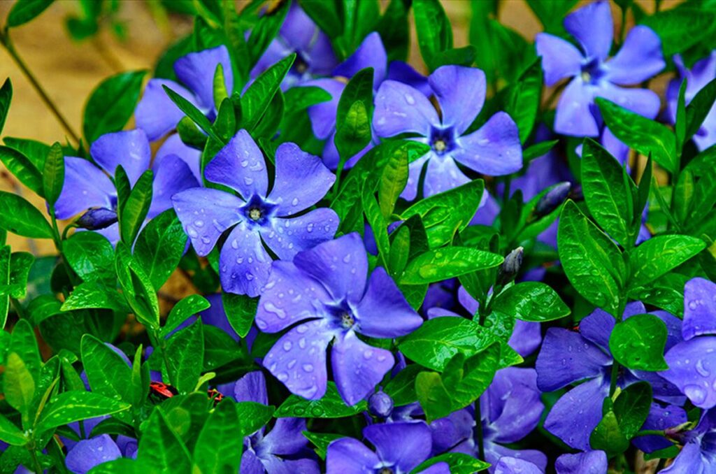 27 Enchanting Blue Flowers to Add Elegance and Charm to Your Garden