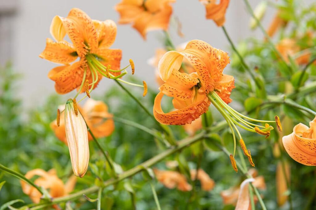 27 Gorgeous Lily Varieties to Elevate Your Garden’s Beauty