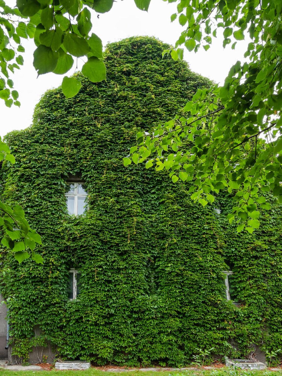 16 Amazing Types of Ivy to Adorn Your Living Spaces