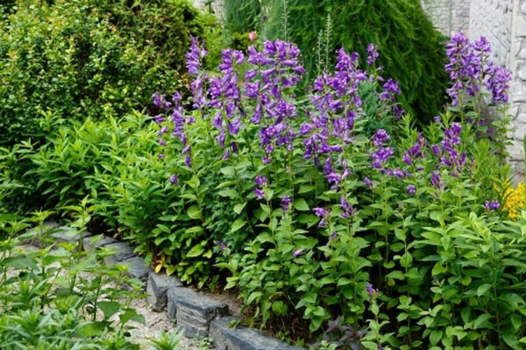 16 Beautiful Types of Campanula That Will Brighten Your Garden