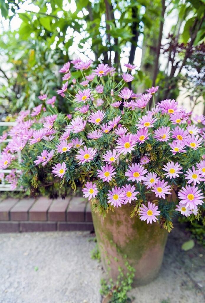 53 Gorgeous Flowering Vines and Climbers for Garden & Containers