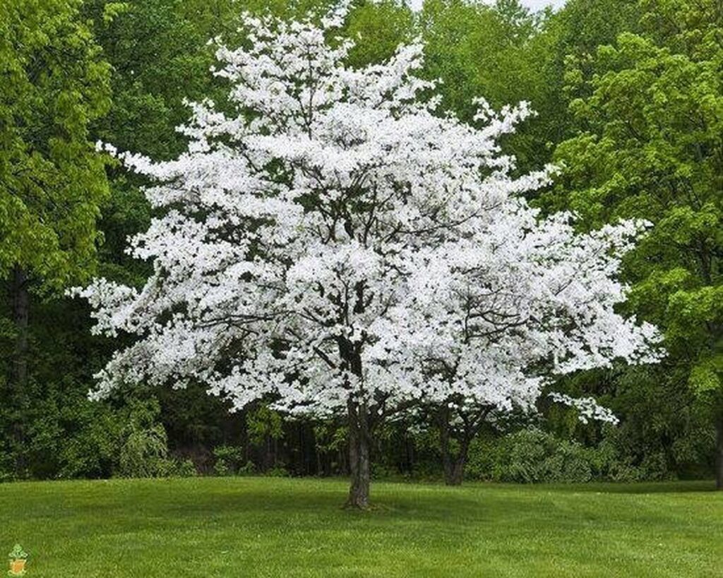 17 Amazing Trees to Plant in Georgia for a Stunning Landscape