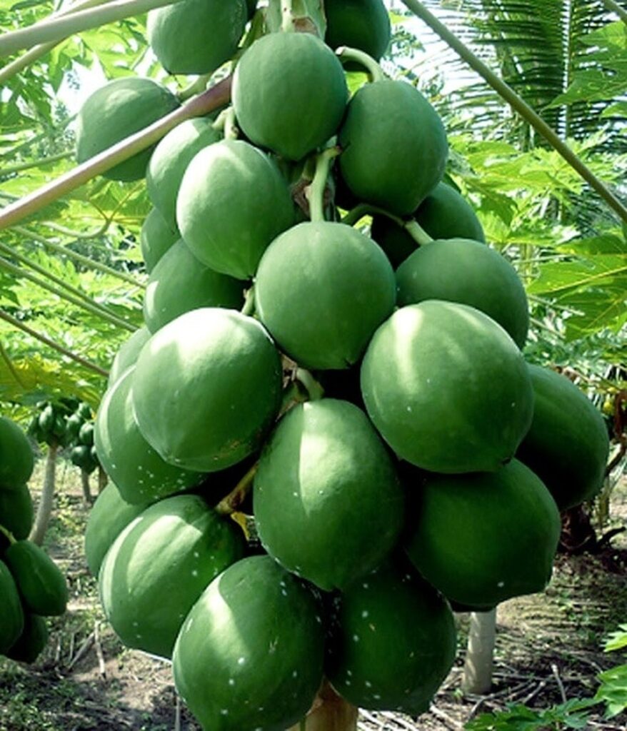 14 Delicious Papaya Varieties: Different Types of Papayas to Try
