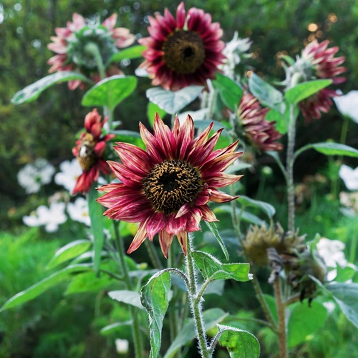7 Stunning Purple Sunflowers That Brighten Any Garden