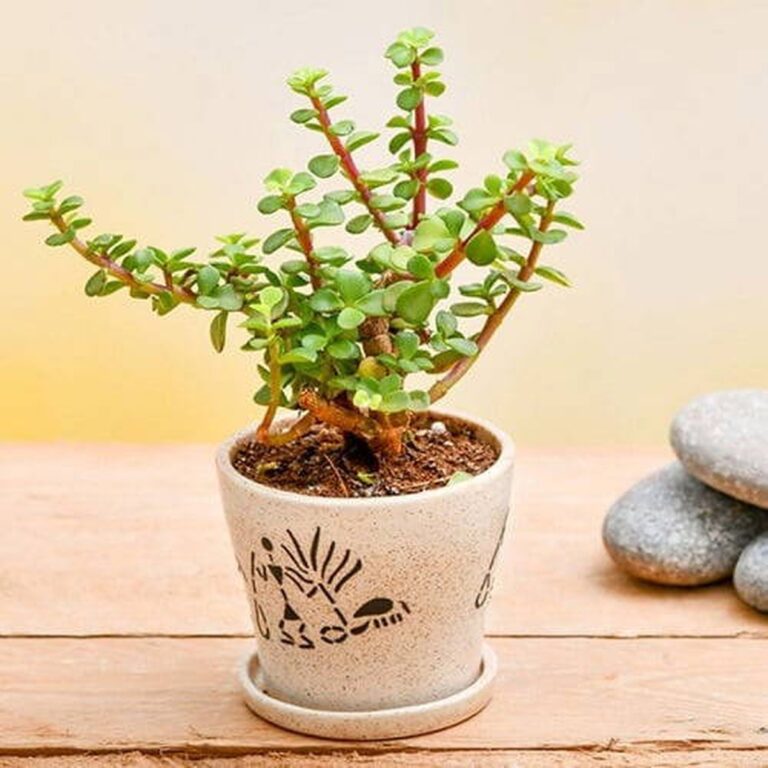 18 Calming Indoor Plants to Ease Anxiety and Depression
