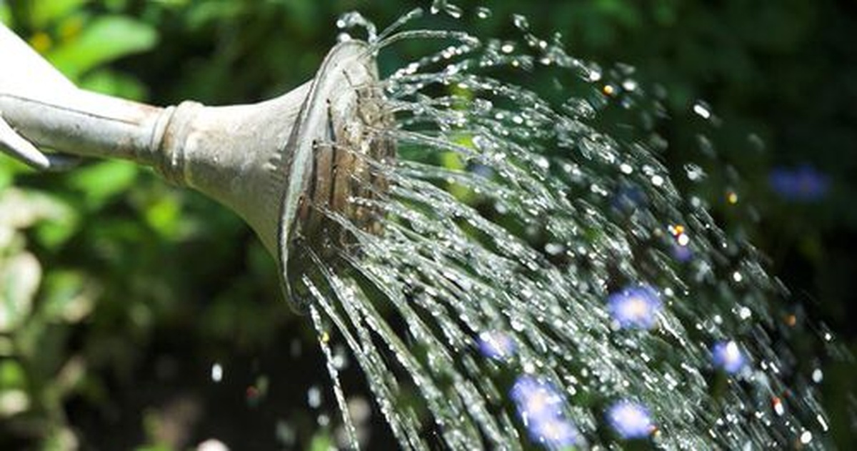Reasons & Solutions for Gardenia Buds Turning Brown and Falling Off