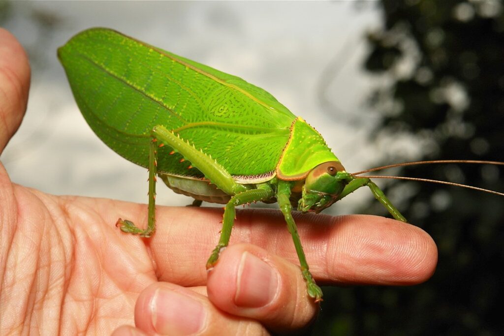 12 Fascinating Green Bugs That Look Like Leaves - Nature's Tricksters