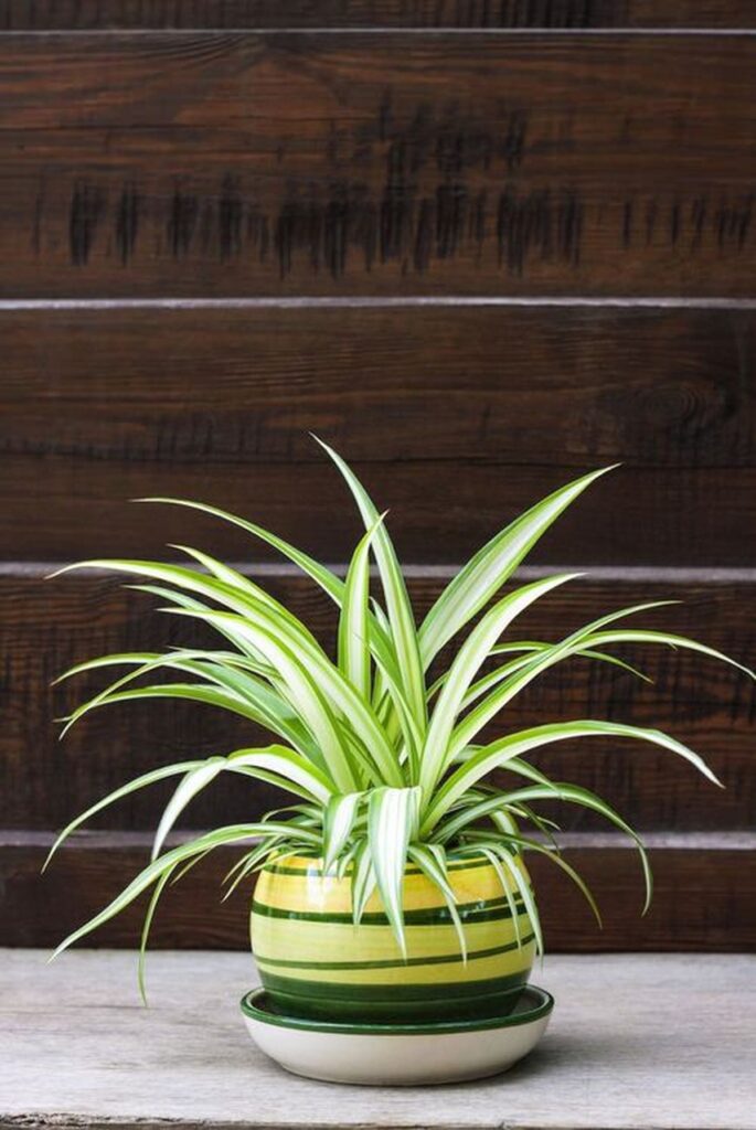 32 Brilliant Spider Plant Ideas That Brighten Any Space