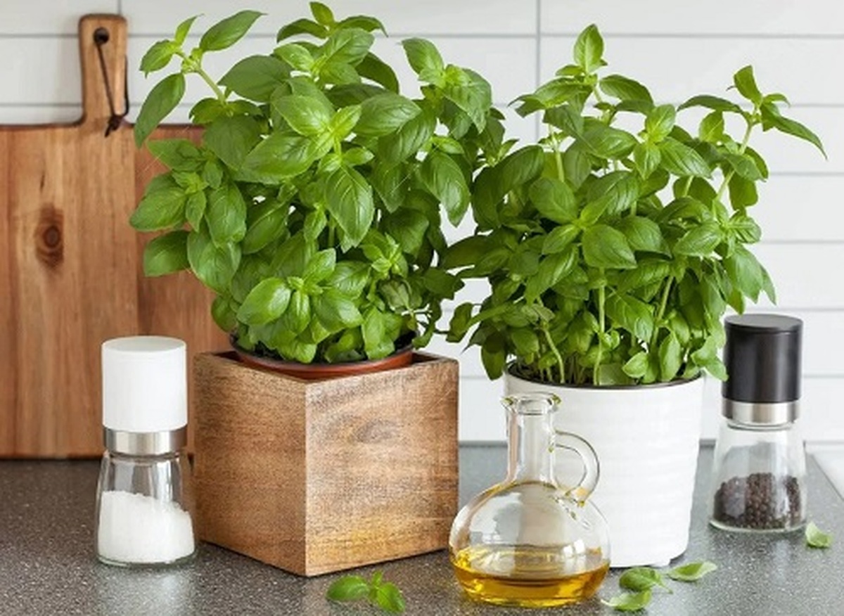 8 Best Italian Herbs for Pasta: Spice Up Your Family Dinners
