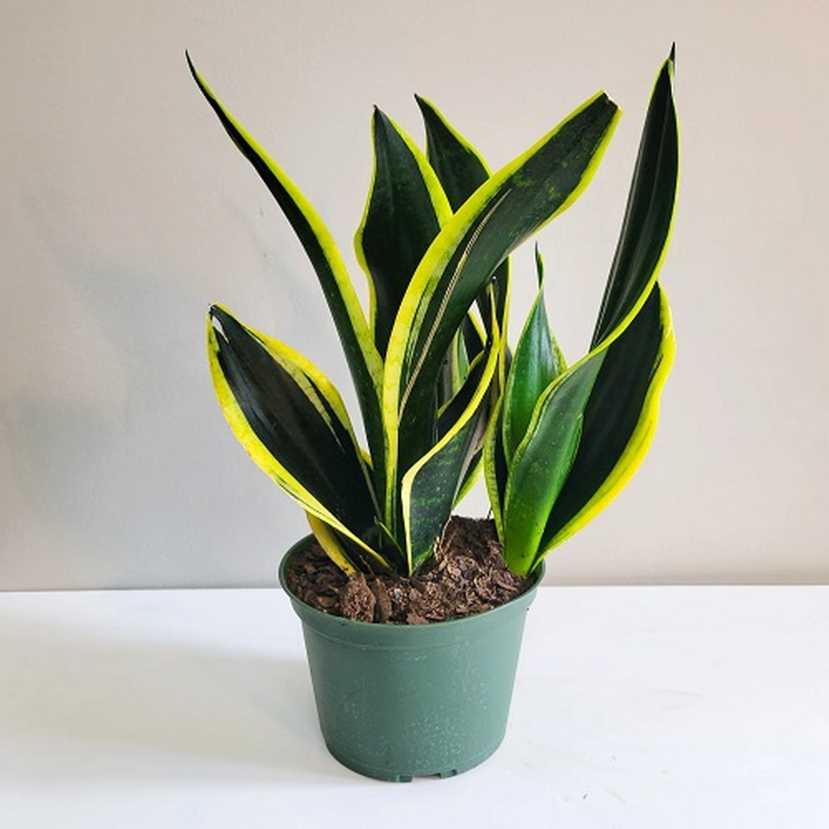 9 Perfect Variegated Snake Plants That Brighten Any Space