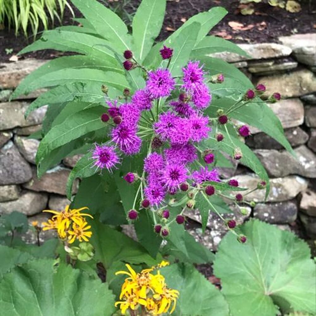 48 Stunning Maryland Native Plants List for Your Garden Dream