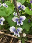 47 Beautiful Native Florida Flowers That Brighten Any Garden