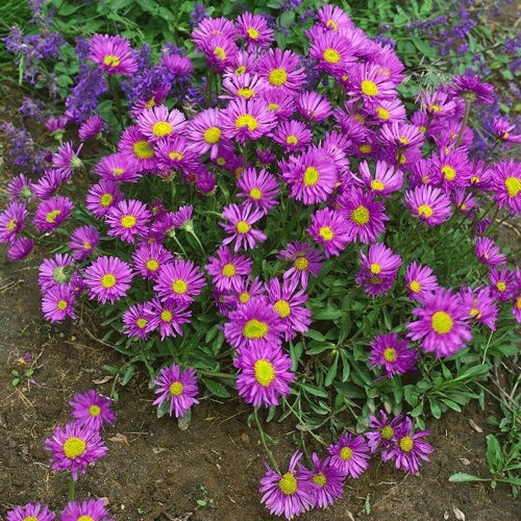 16 Beautiful German Flowers to Brighten Your Garden