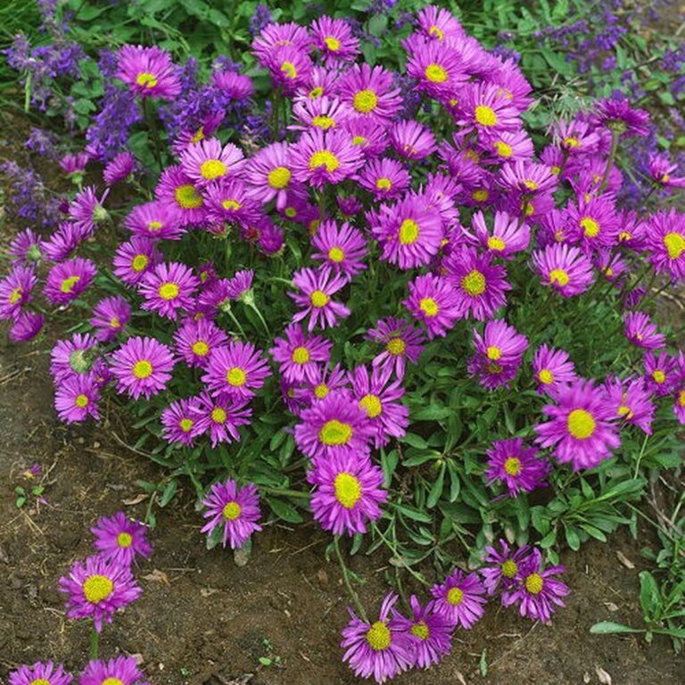 16 Beautiful German Flowers to Brighten Your Garden