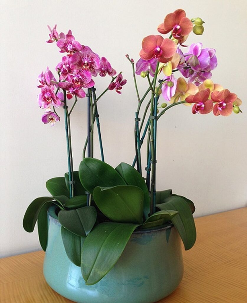 20 Stunning DIY Orchid Pot Ideas to Brighten Your Home
