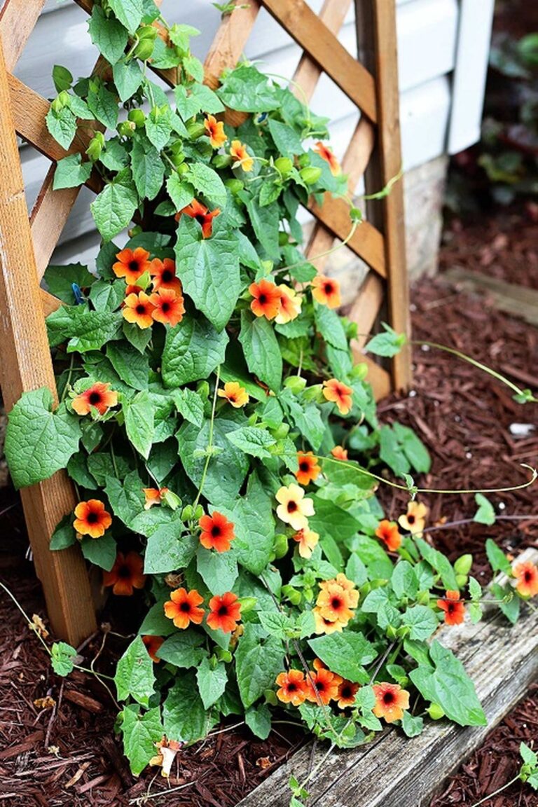 53 Gorgeous Flowering Vines and Climbers for Garden & Containers