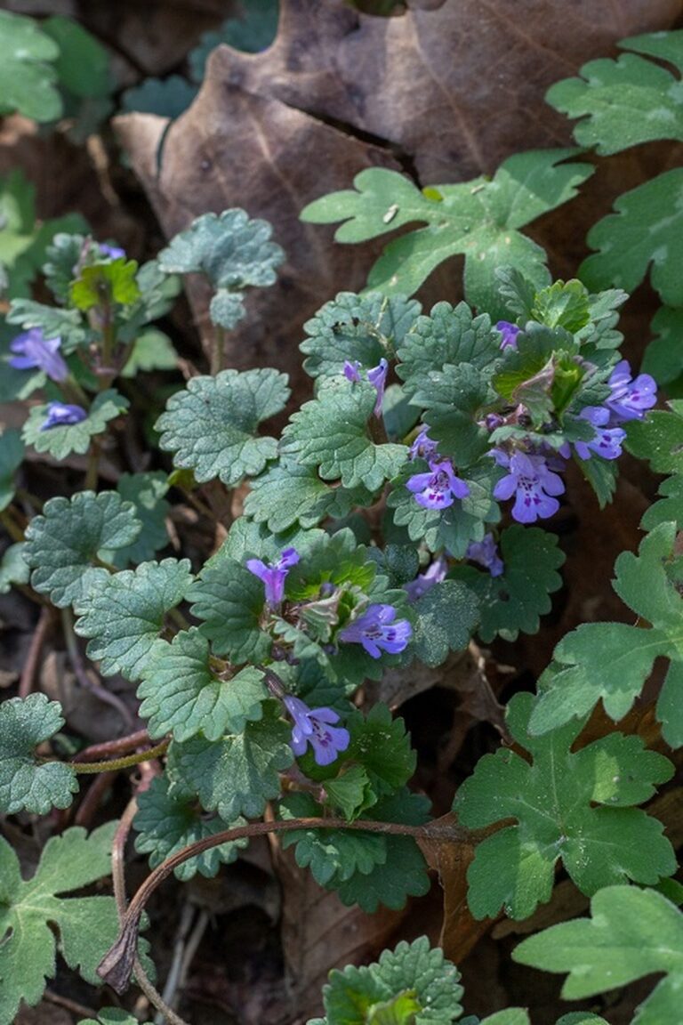 30 Stunning Weeds with Blue Flowers That Brighten Any Garden