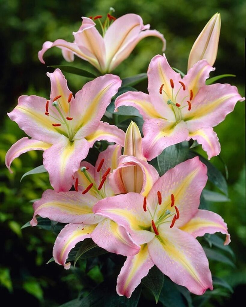 20 Stunning Pink Lily Varieties That Brighten Any Garden