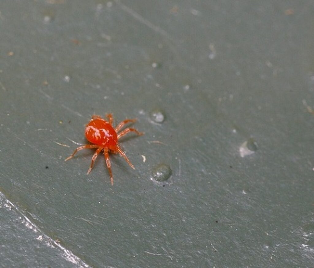 16 Fascinating Tiny Bugs That Look Like Specks of Dirt