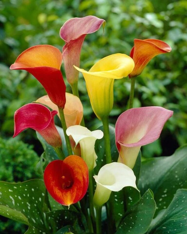 35 Stunning Multicolor Flowers That Will Brighten Your Garden