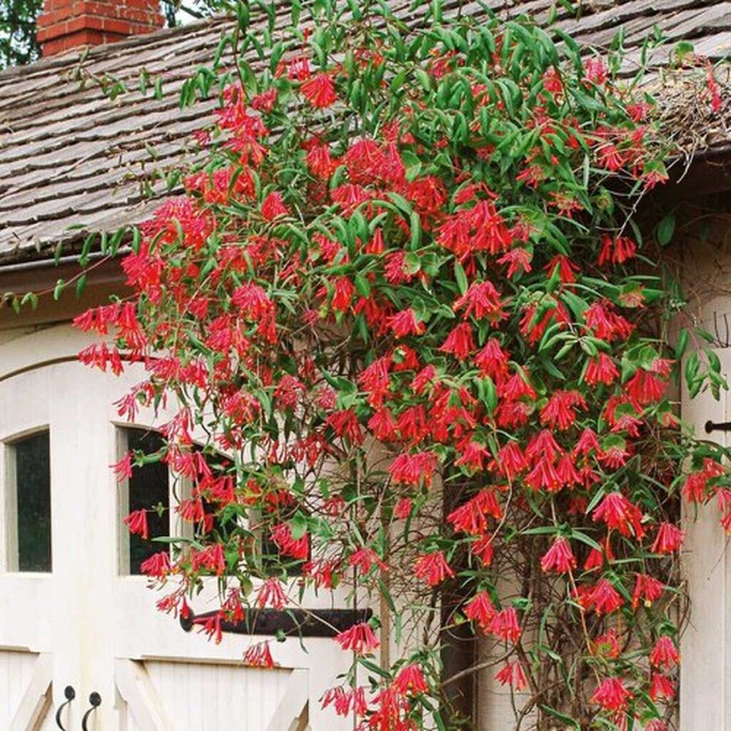 47 Beautiful Native Florida Flowers That Brighten Any Garden