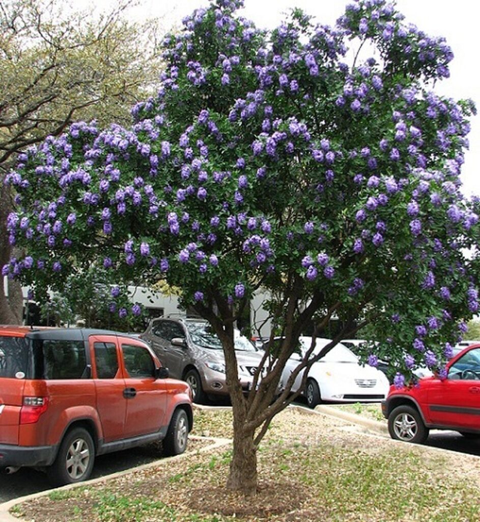 13 Stunning Trees With Blue Flowers to Brighten Your Garden