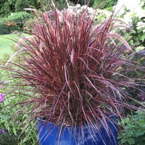 30 Stunning Red Leaf Plant Varieties to Brighten Your Garden