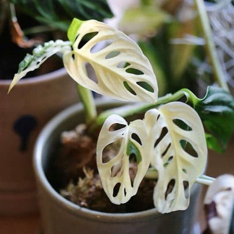 11 Stunning Variegated Monstera Varieties to Brighten Your Home