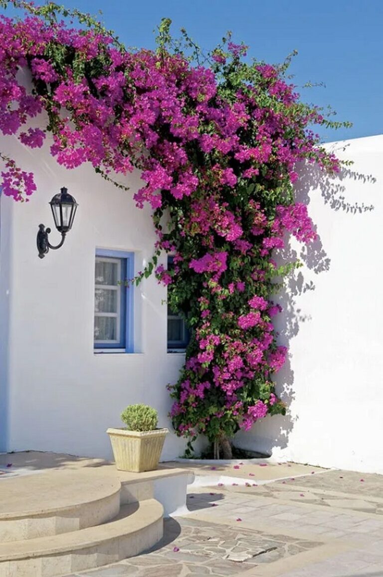 53 Gorgeous Flowering Vines and Climbers for Garden & Containers