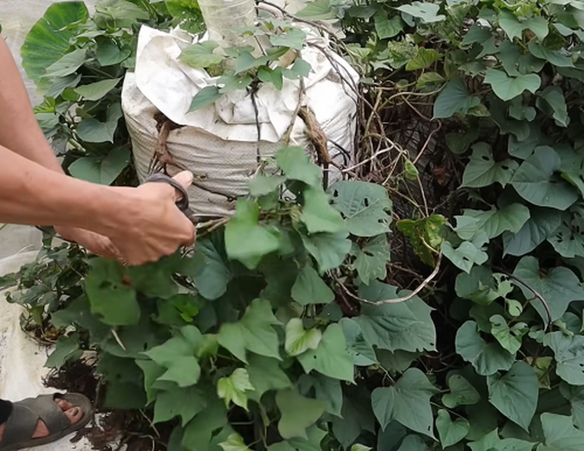 Growing Sweet Potatoes in Sacks and Bags Successfully