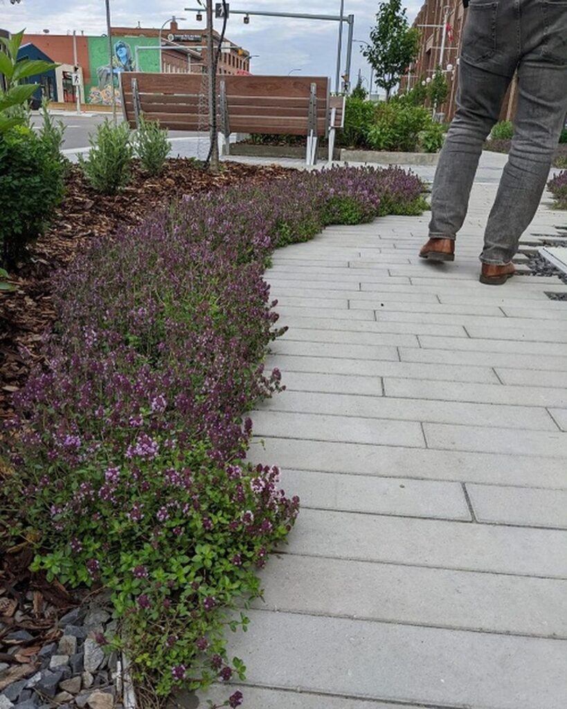 41 Beautiful Plants For Walkways That Charm Visitors