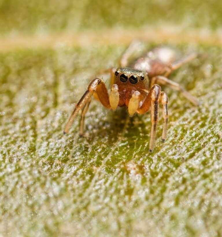 5 Fascinating Pink Spiders That Will Amaze Nature Lovers