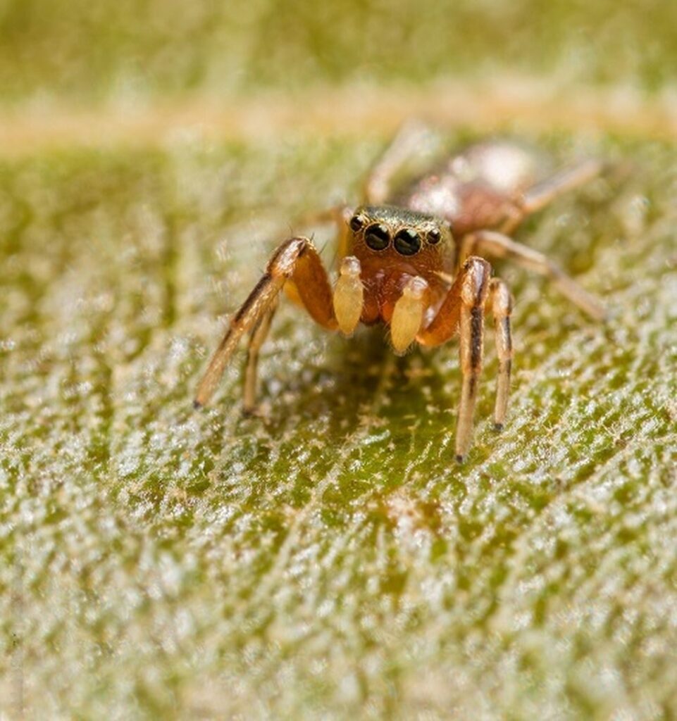 5 Fascinating Pink Spiders That Will Amaze Nature Lovers